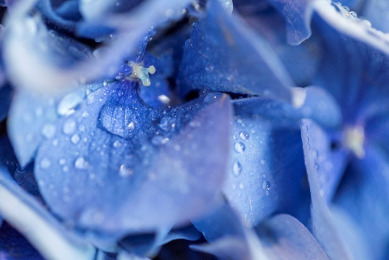 3 Simple Tips on Caring For Your Bloom Box – The Floral Atelier