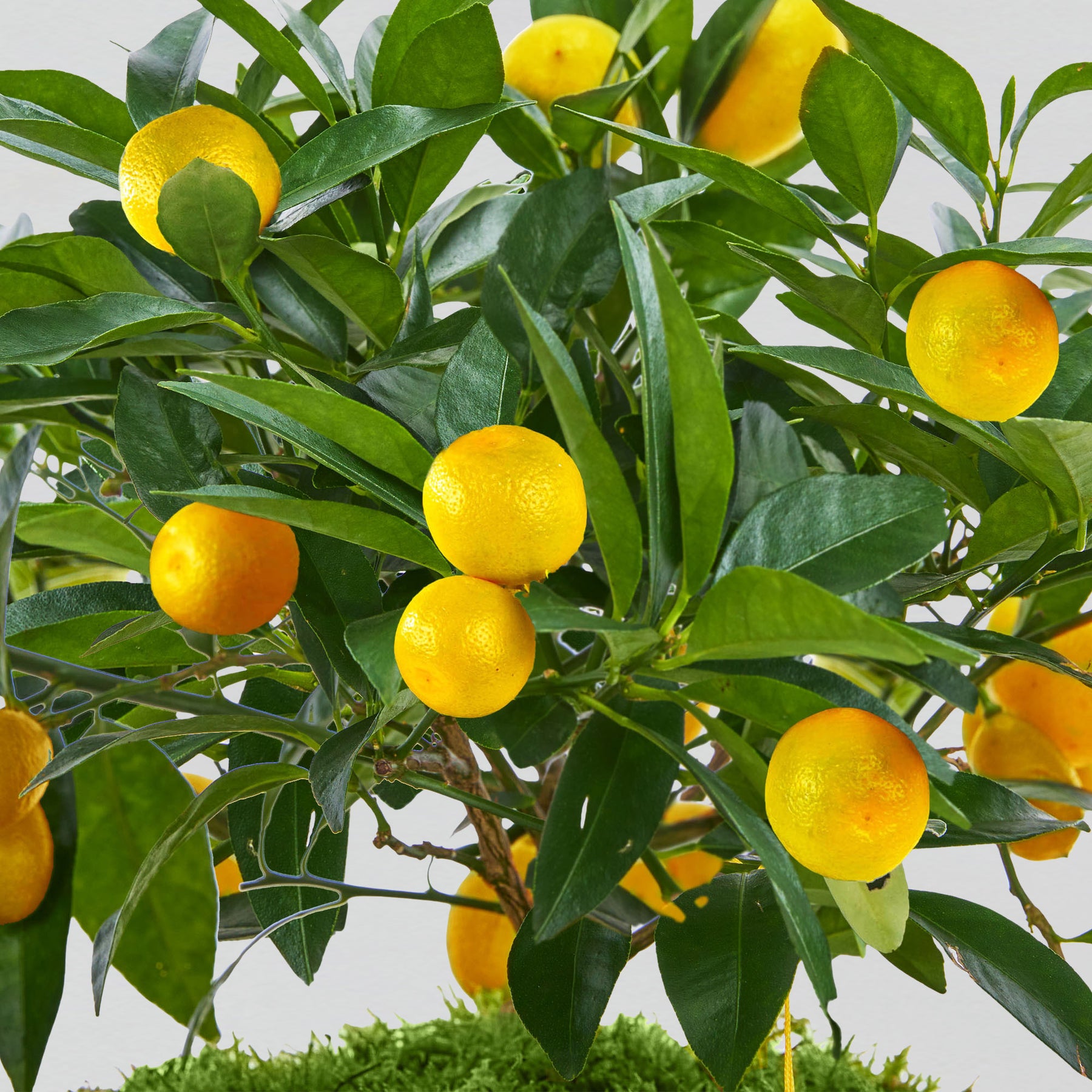 Hong Kong Exclusive: Happiness Mandarin Tree 橙福满盈 – The Floral Atelier